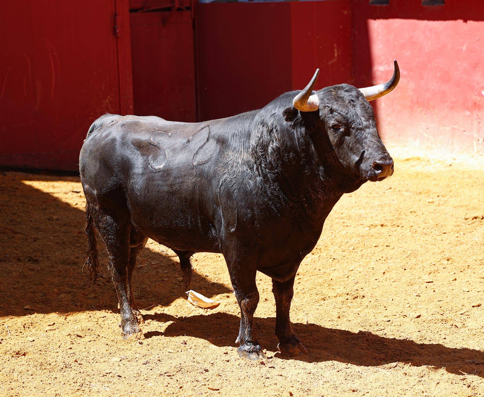 TOROLIVE – DIARIO DIGITAL TAURINO