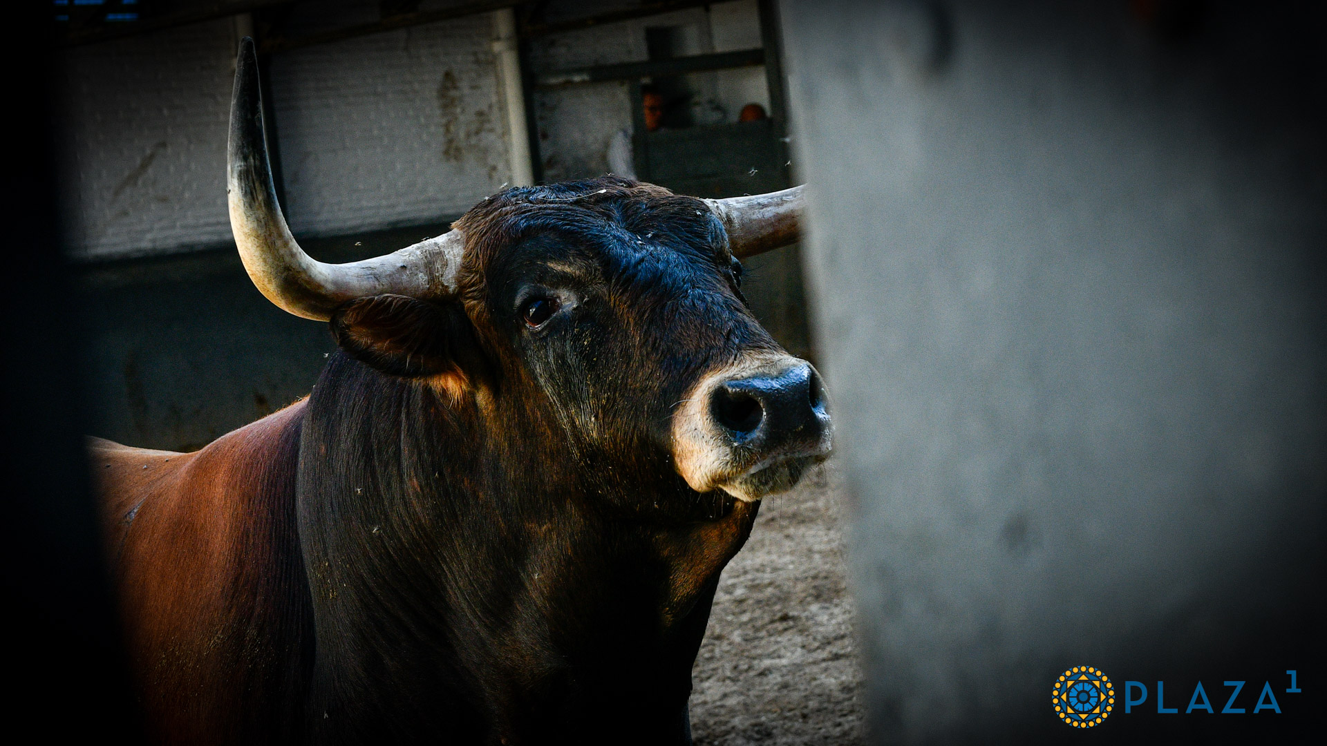 TOROLIVE – DIARIO DIGITAL TAURINO