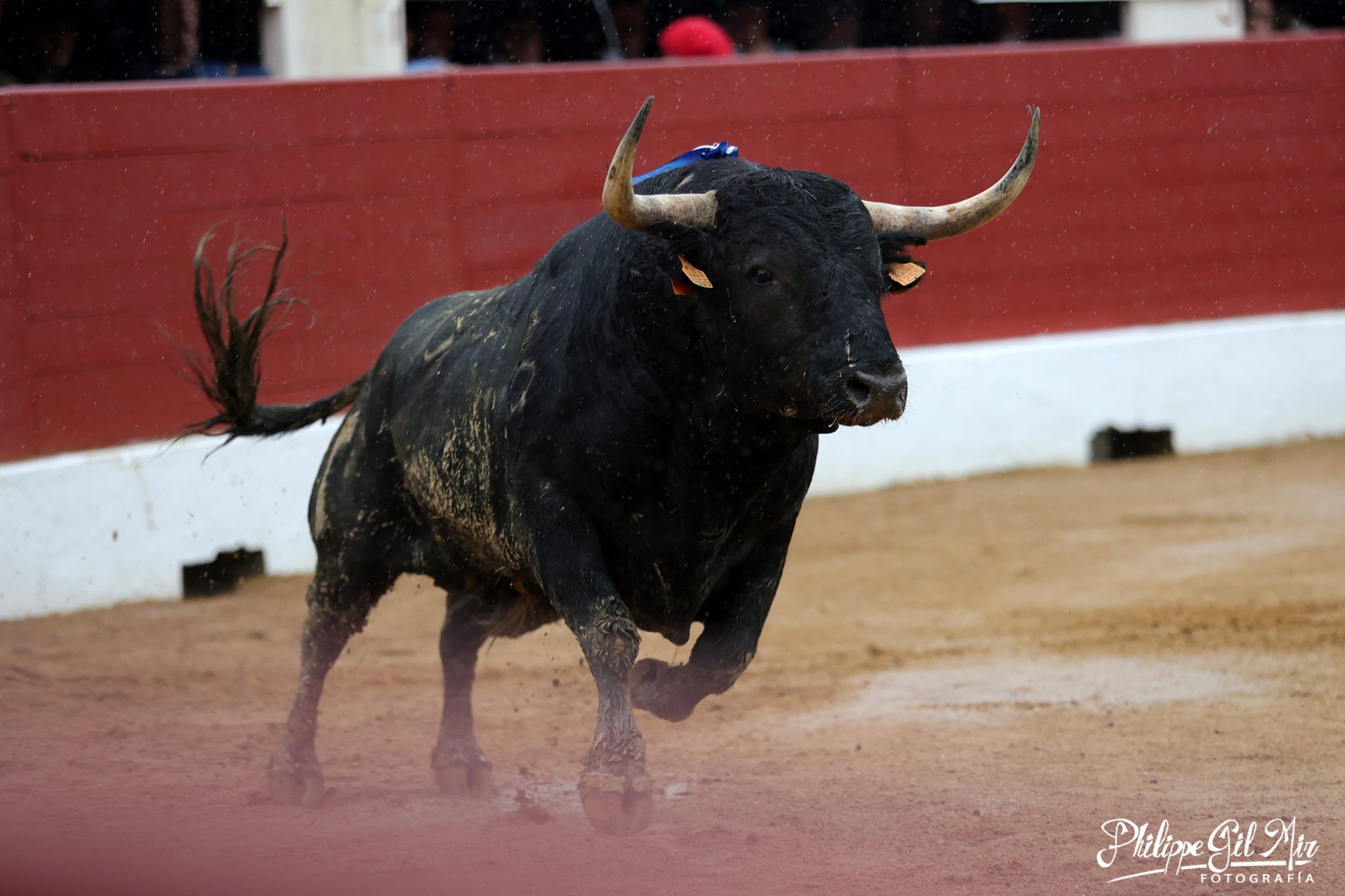 Vic-Fezensac pone fecha a su feria torista: tres días de toros del 23 ...