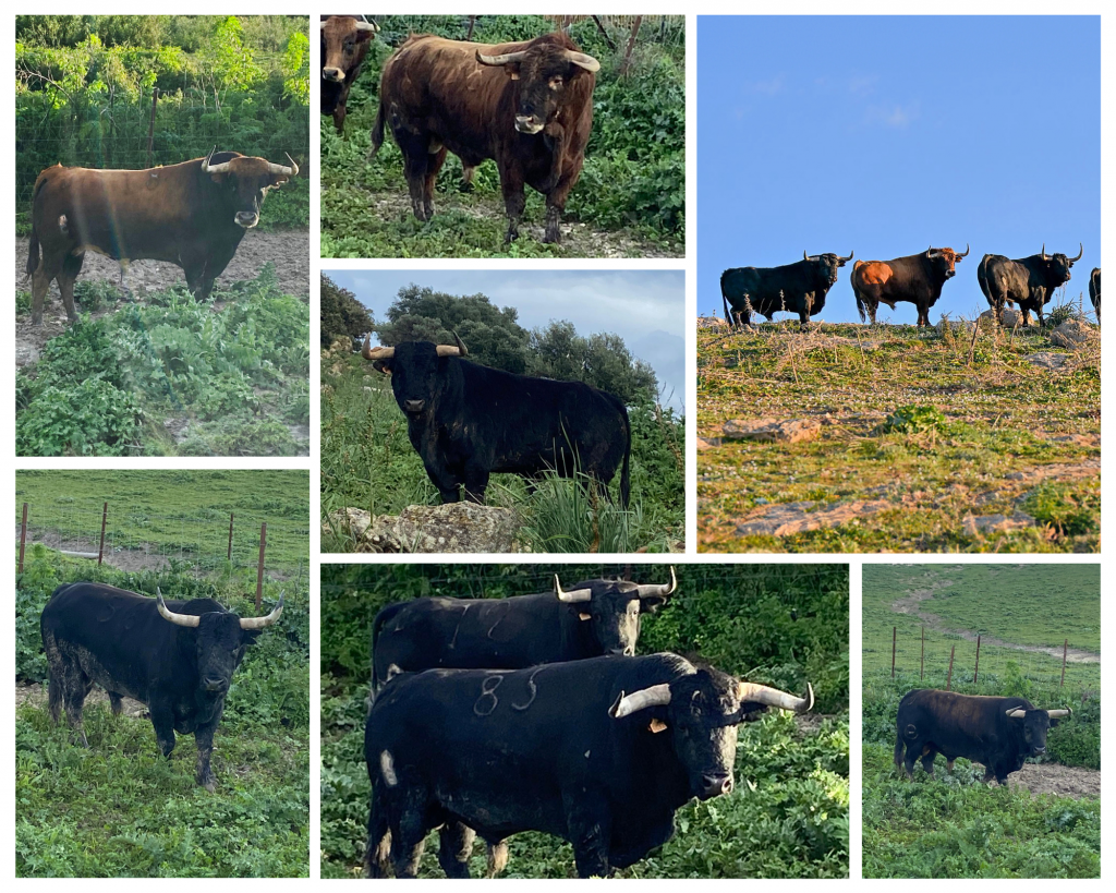 Los toros de Julio de la Puerta desde 'La Valdívia y Agregados' para la ...