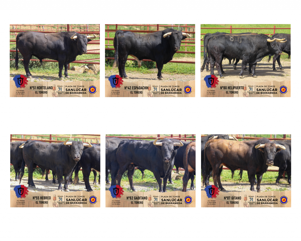 Así son los toros de El Torero para este sábado en Sanlúcar de Barrameda
