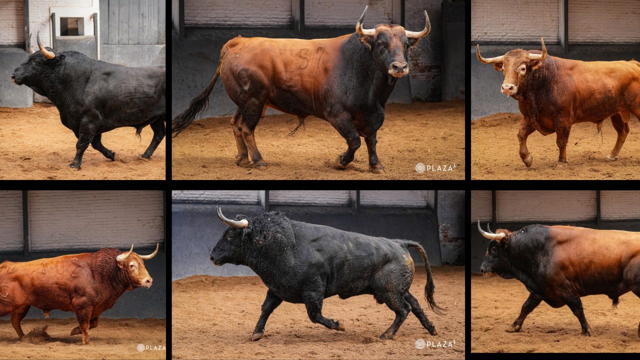 Toros de Garcigrande para Morante, la despedida de Robleño y la ...